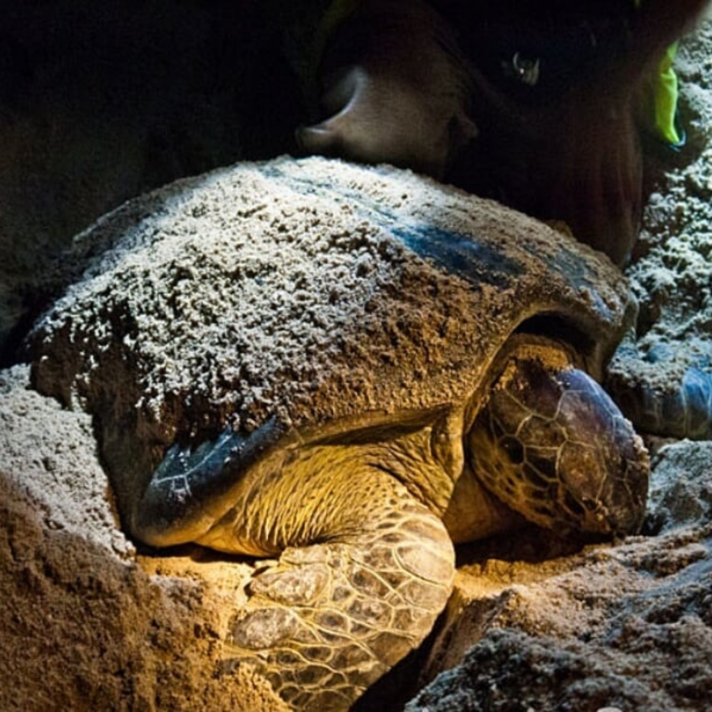 Discover the Magic of Selingan Turtle Island in Sandakan | Malaysia Reviews
